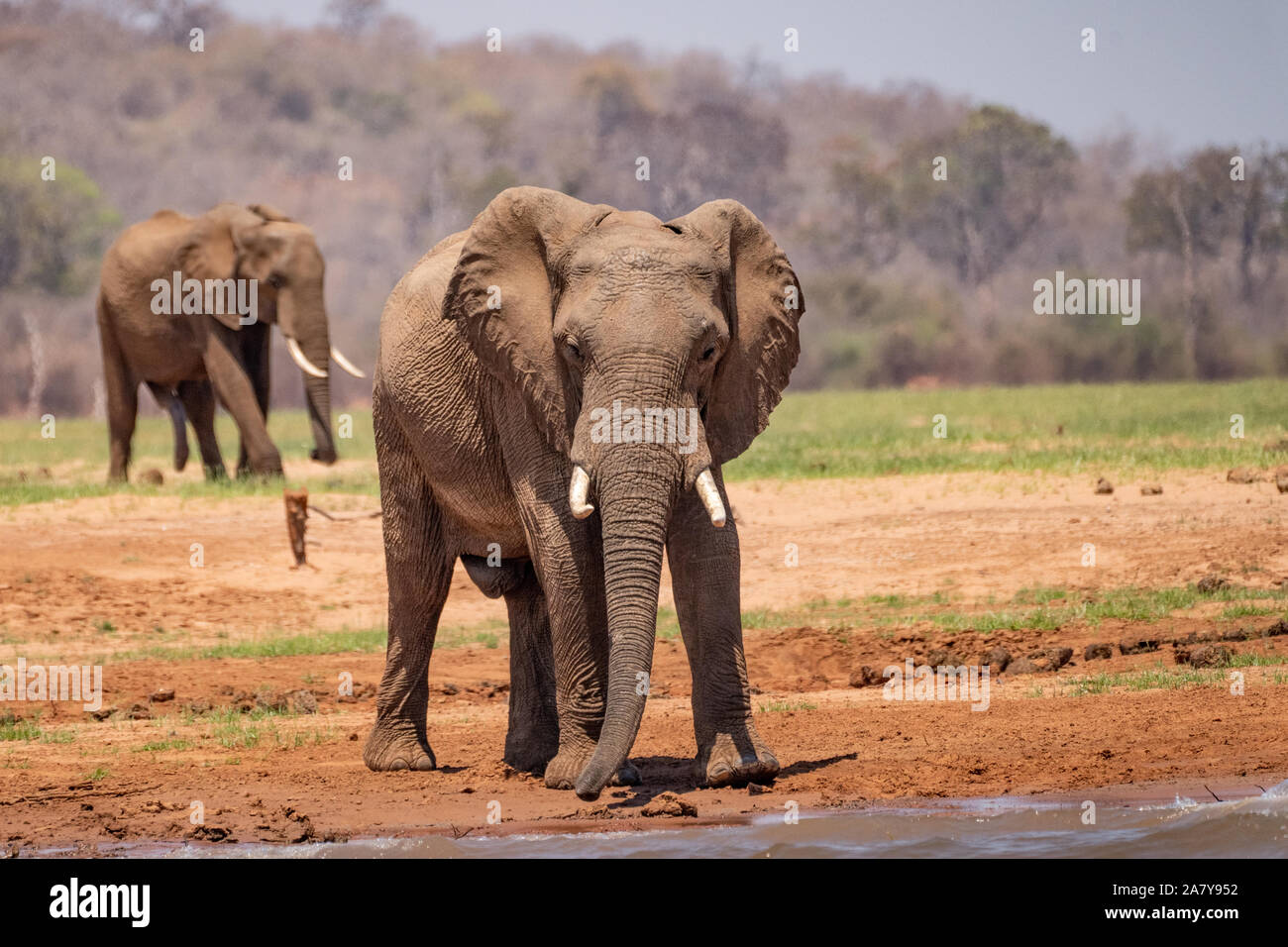Male elephants africa hi-res stock photography and images - Alamy