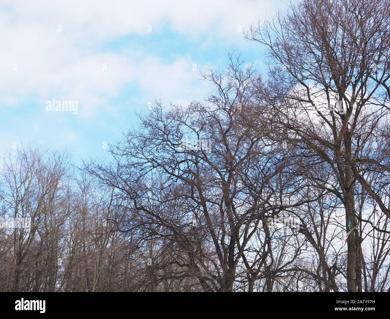 crowns of trees in the forest Stock Photo - Alamy