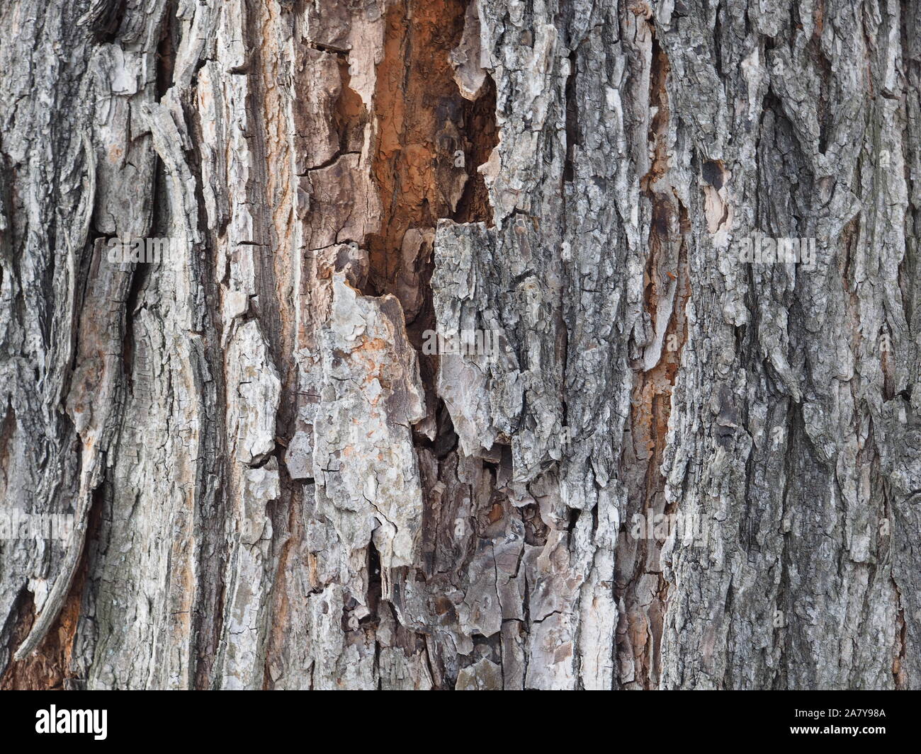 Closeup bark scotch pine hi-res stock photography and images - Alamy