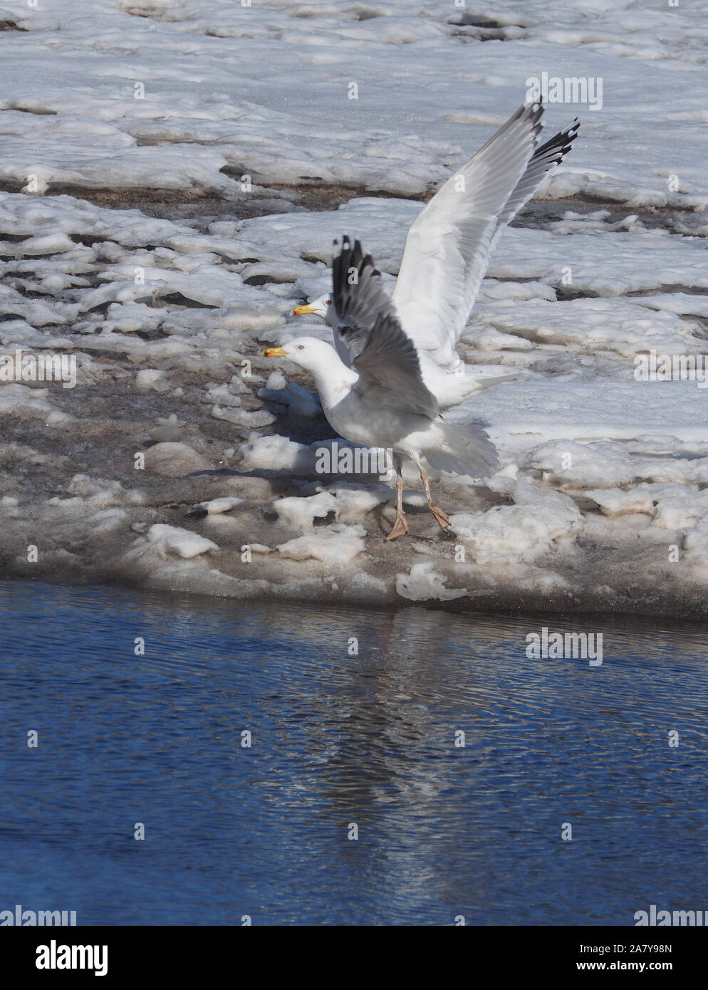 Seagull food swoop hi-res stock photography and images - Alamy