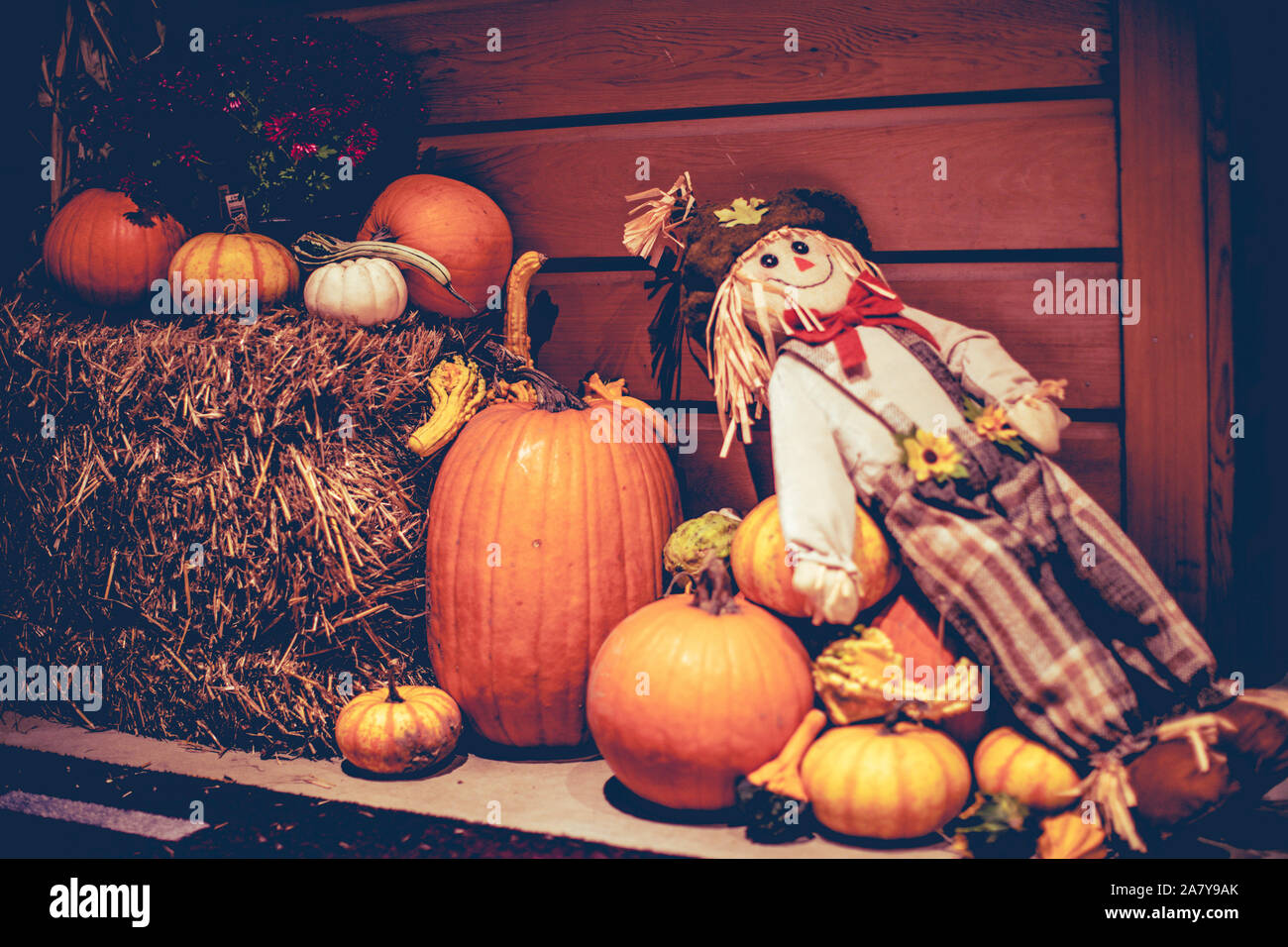 Halloween still life with pumpkins and scarecrow, vintage style Stock ...