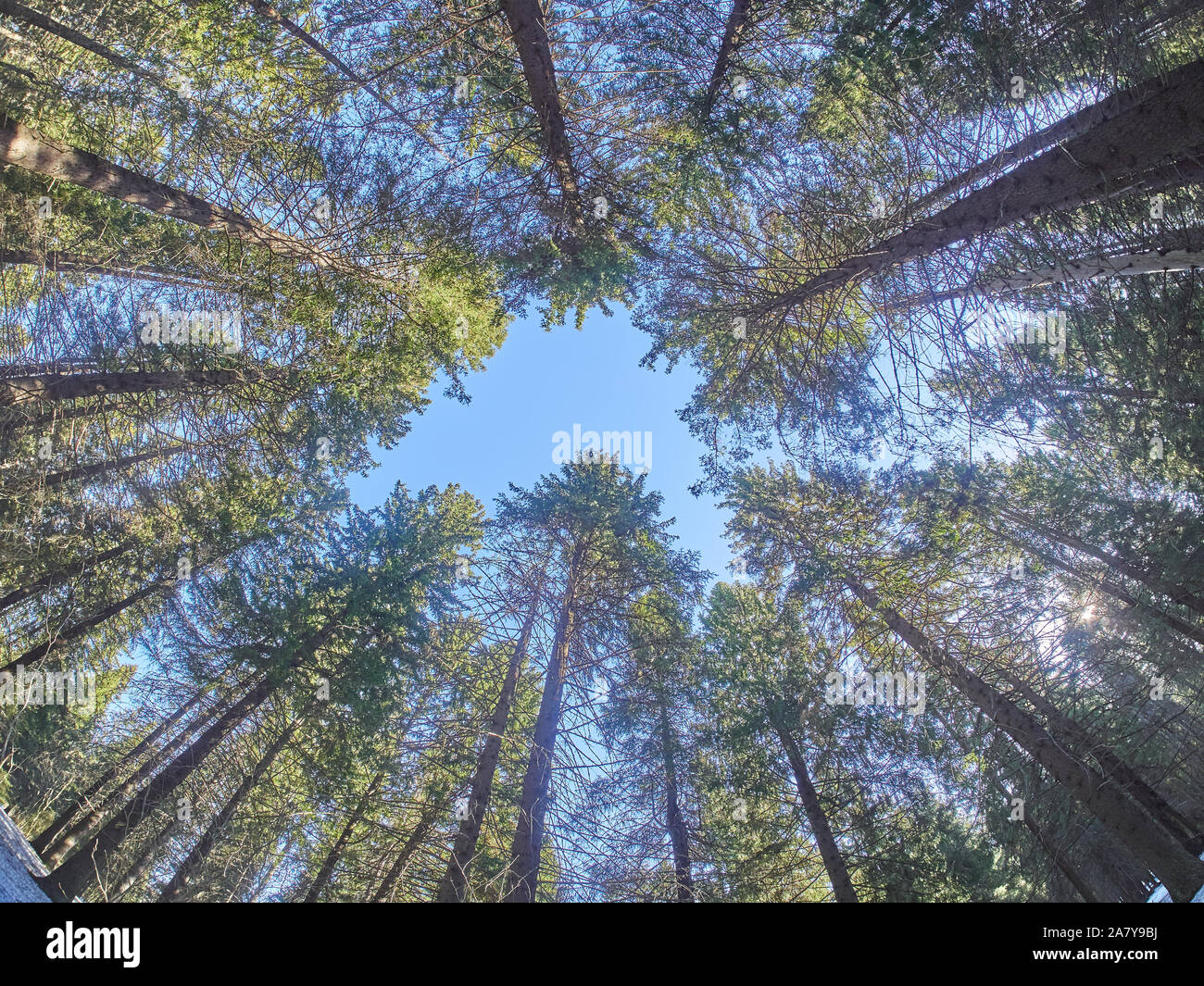 crowns of trees in the forest Stock Photo - Alamy