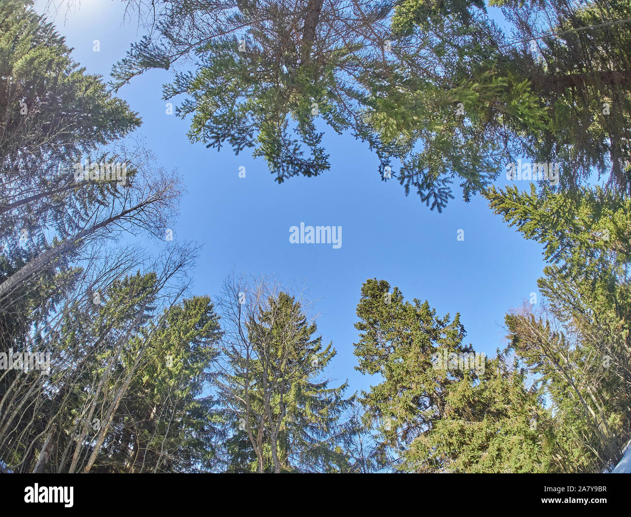 crowns of trees in the forest Stock Photo - Alamy