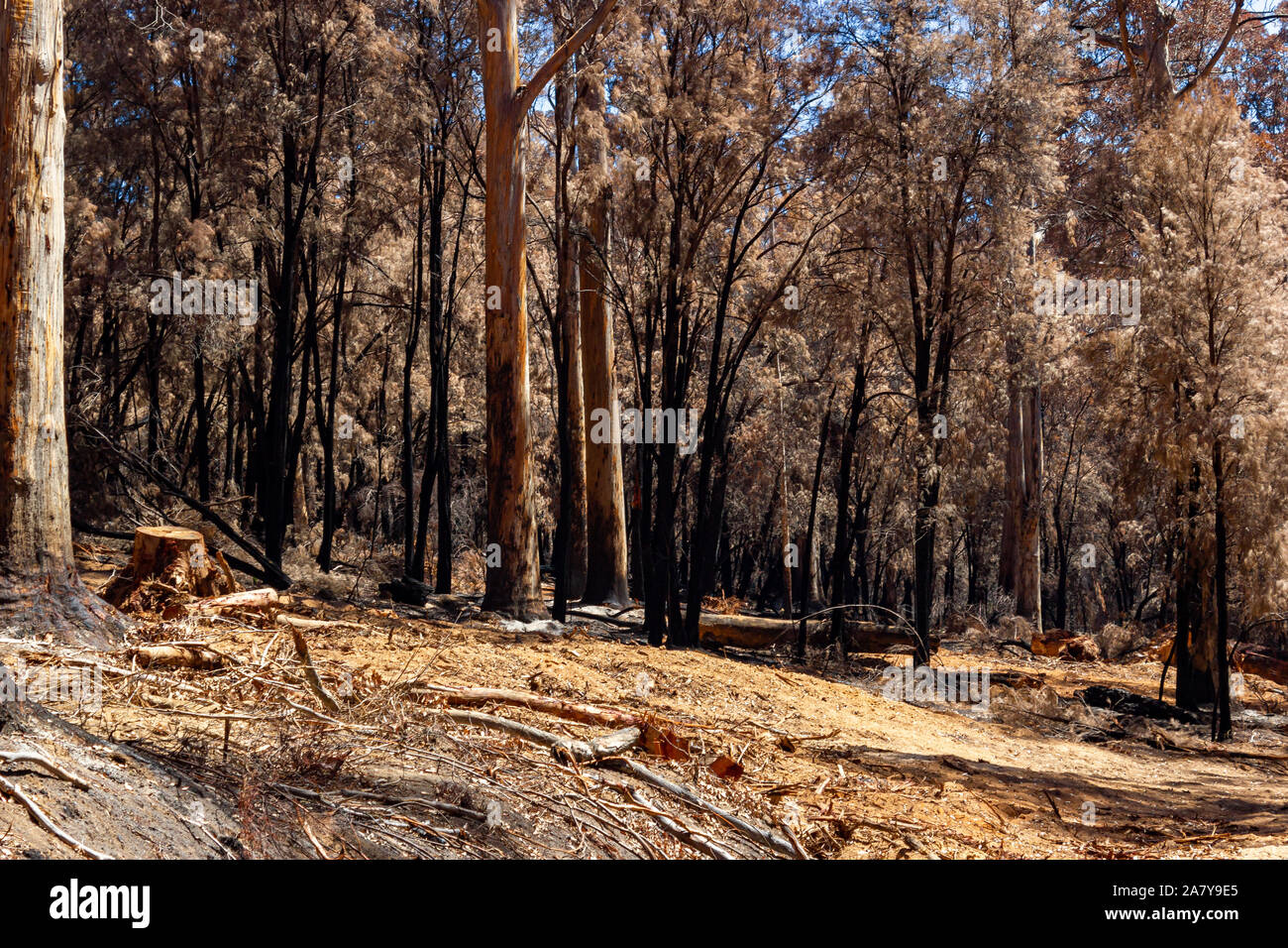 Black saturday bushfire hi-res stock photography and images - Alamy