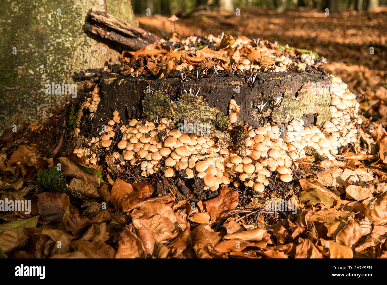 Tree mushrooms on a tree stump in a forest Stock Photo - Alamy