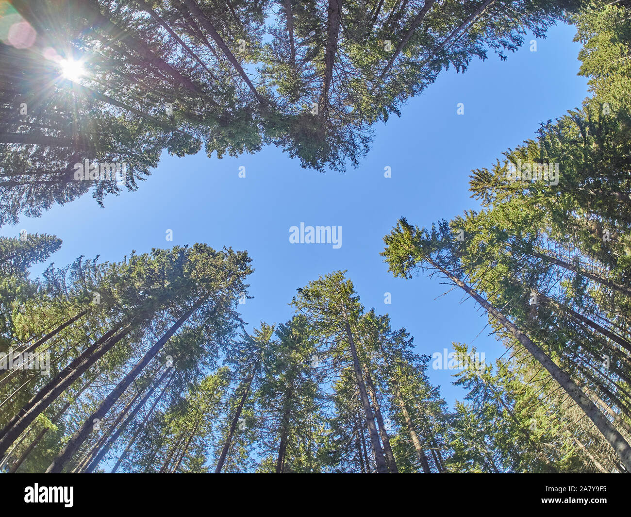 crowns of trees in the forest Stock Photo - Alamy
