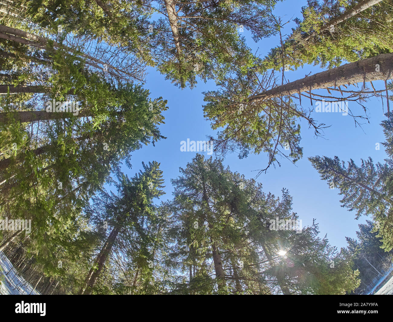 crowns of trees in the forest Stock Photo - Alamy