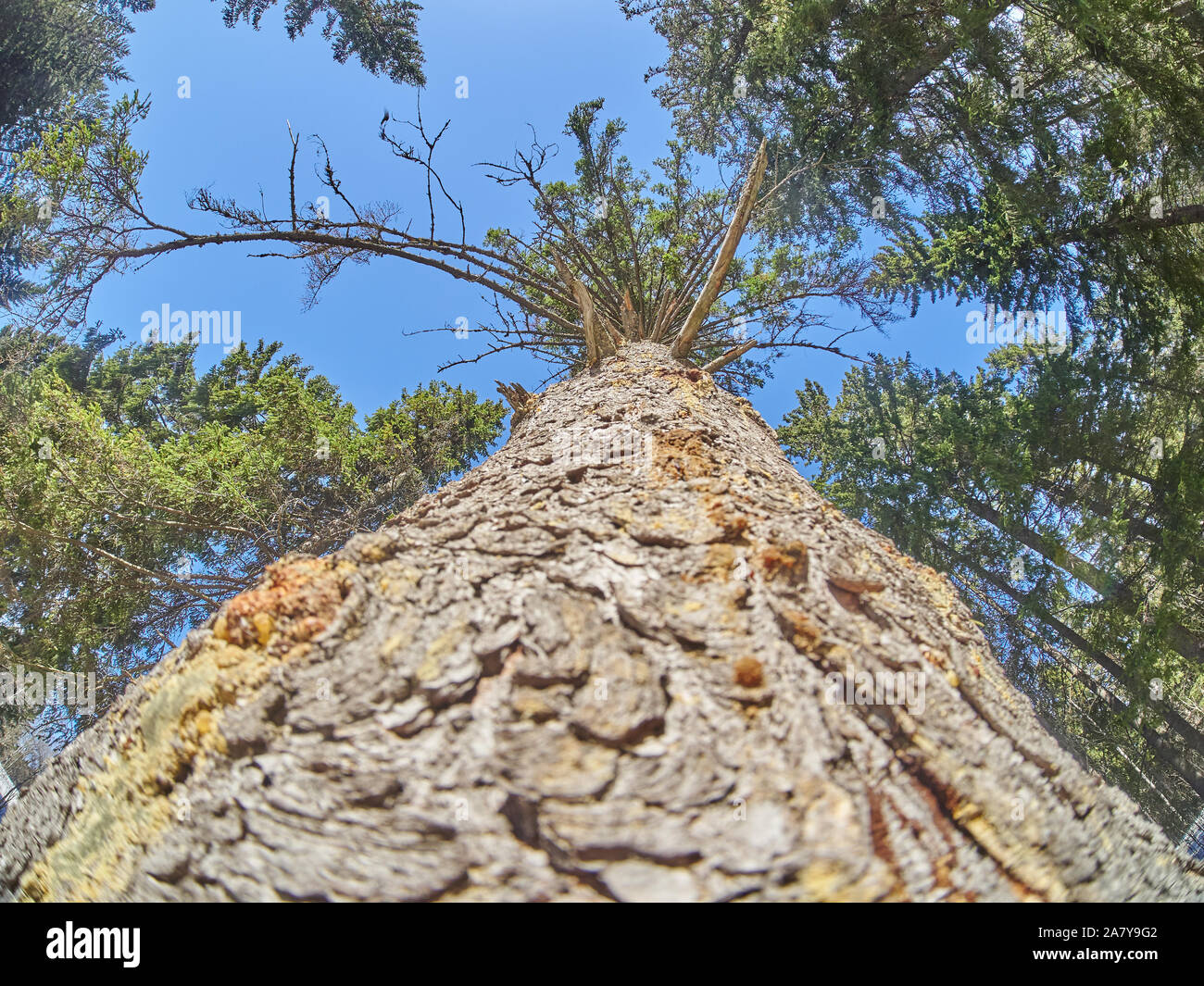 crowns of trees in the forest Stock Photo - Alamy