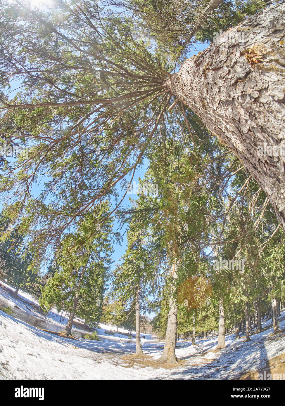 crowns of trees in the forest Stock Photo - Alamy