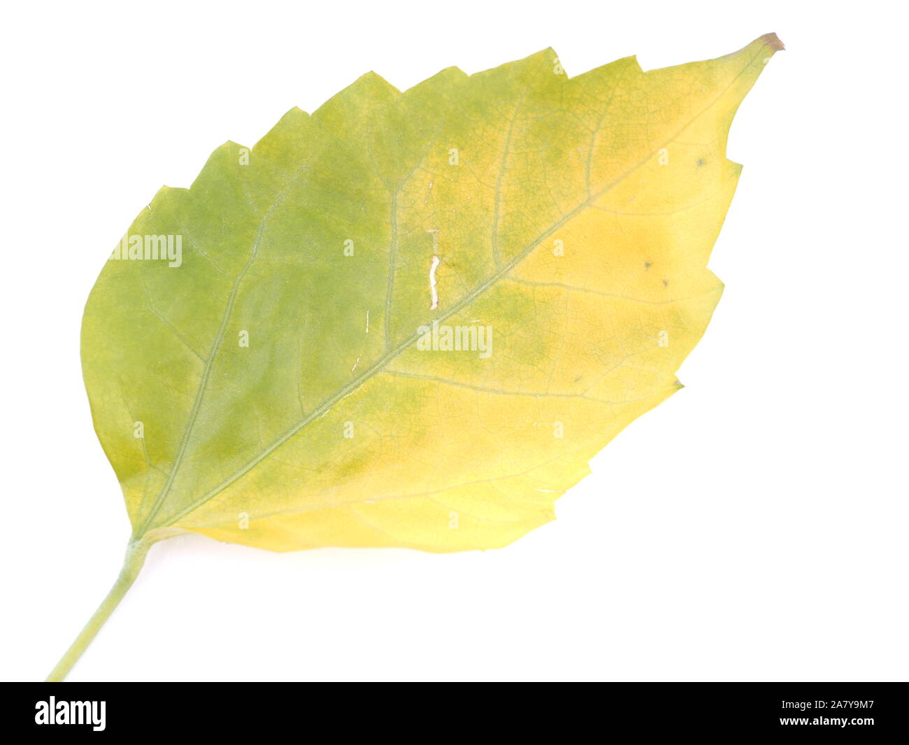 yellow leaf on white background Stock Photo - Alamy