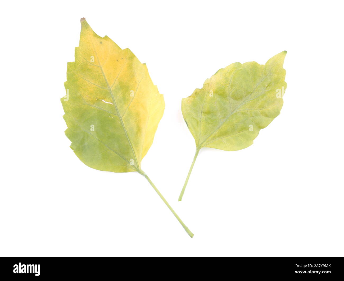 yellow leaf on white background Stock Photo - Alamy