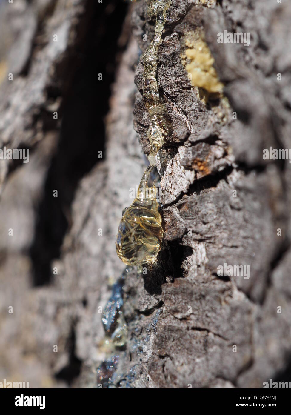 resin on the bark of spruce. forest Stock Photo - Alamy