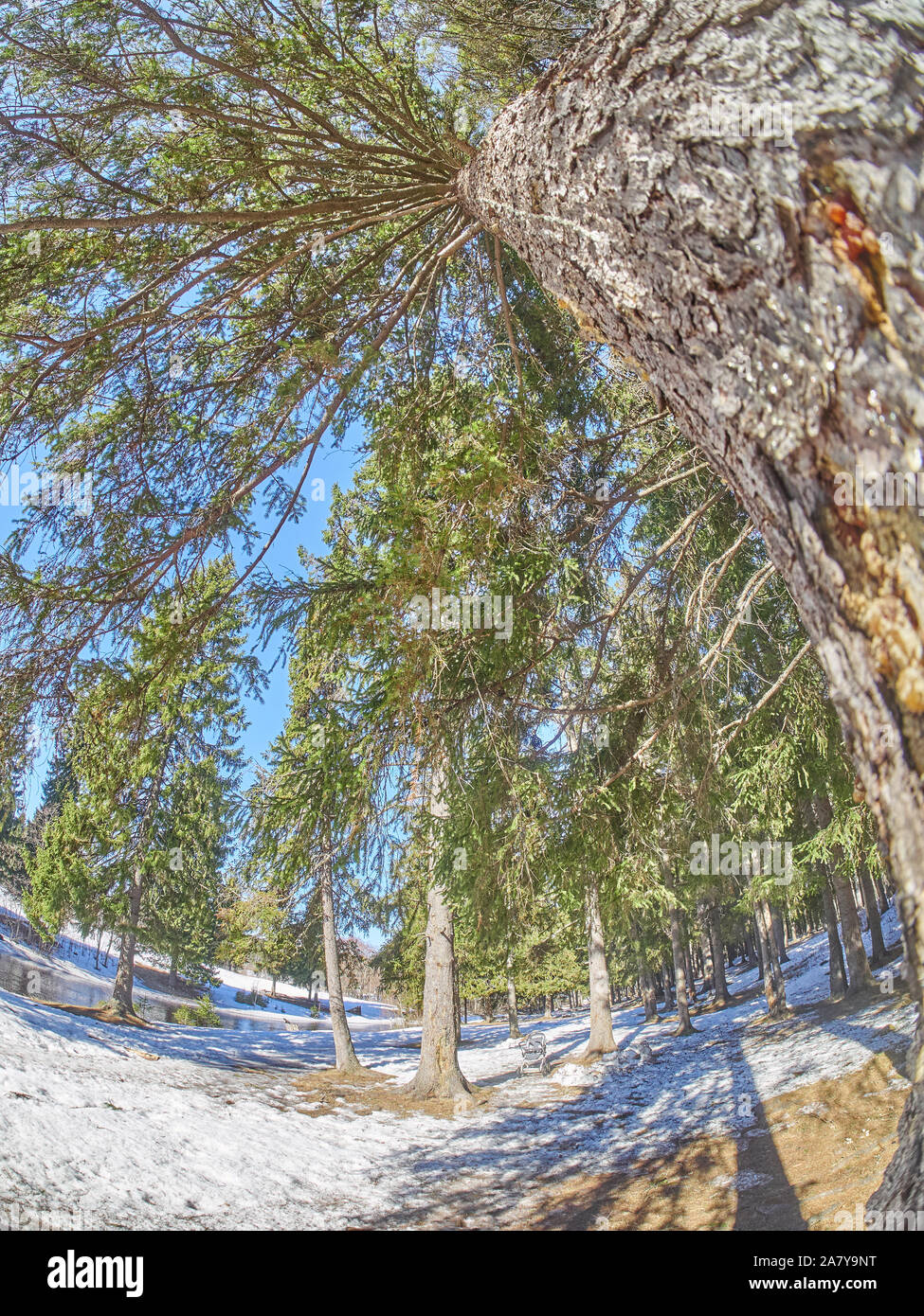 crowns of trees in the forest Stock Photo - Alamy