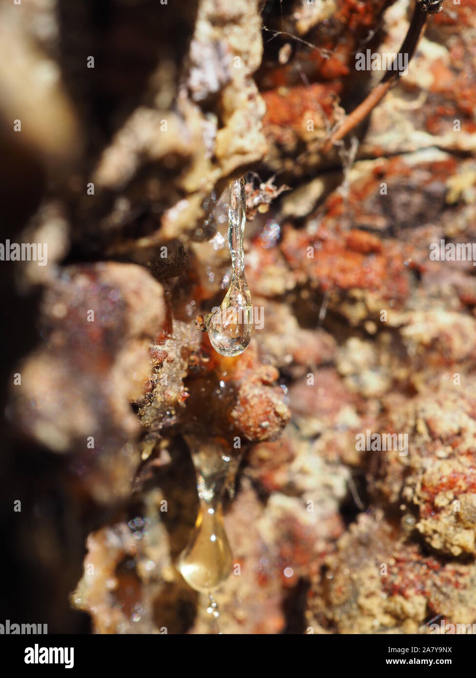 resin on the bark of spruce. forest Stock Photo - Alamy