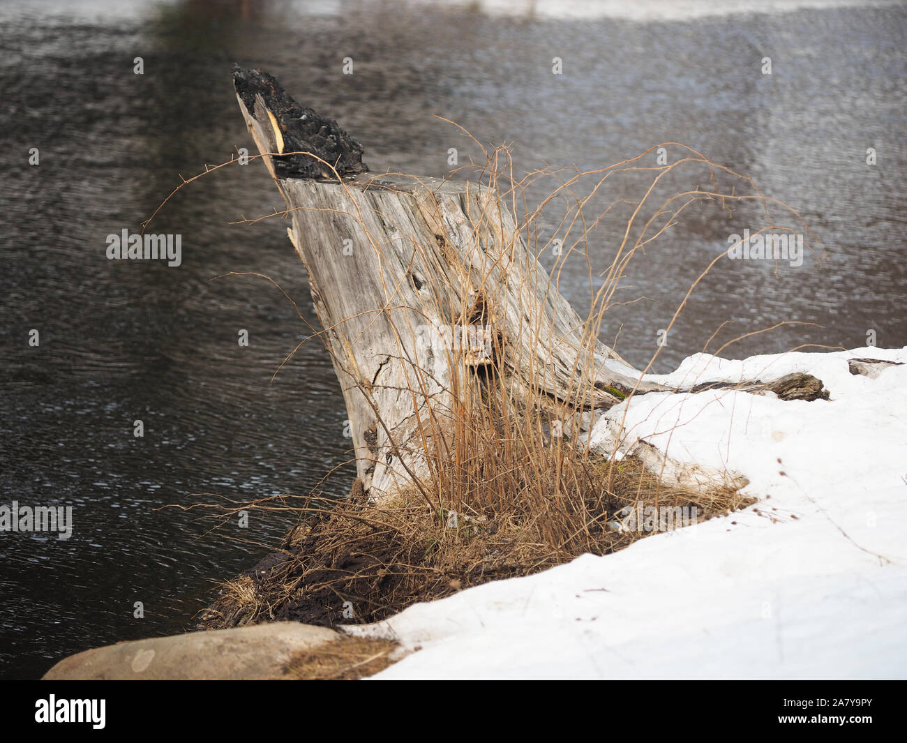 stump by the river. Spring Stock Photo - Alamy