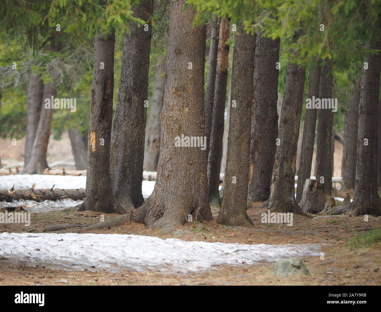 Forest tree planting russia hi-res stock photography and images - Alamy