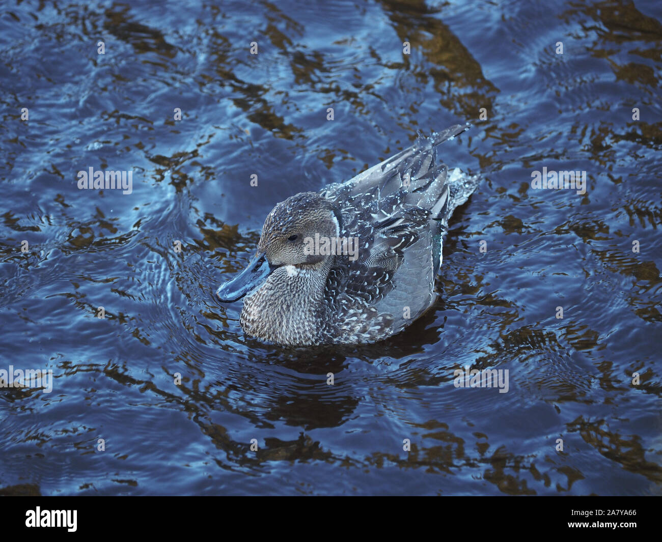 duck pintail on the river. winter Stock Photo - Alamy