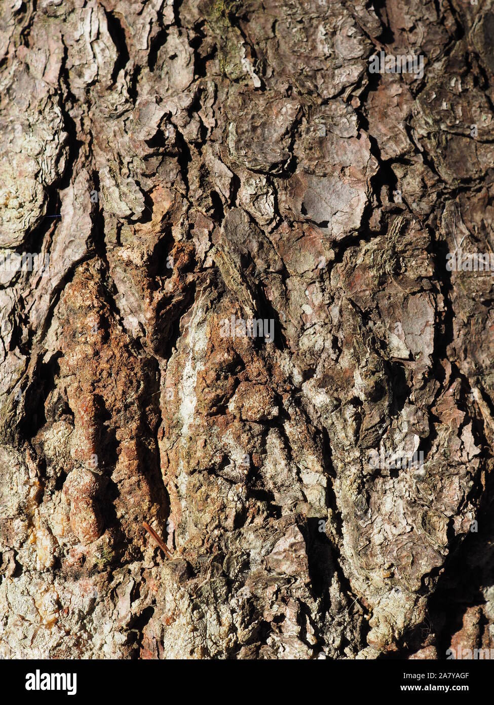 spruce bark. beautiful background Stock Photo - Alamy