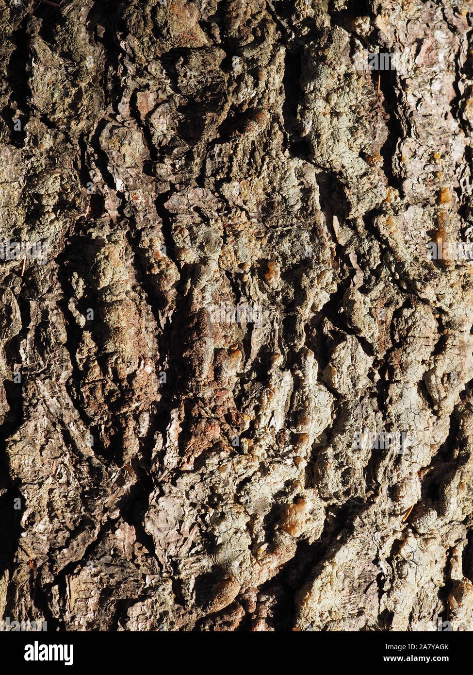 spruce bark. beautiful background Stock Photo - Alamy