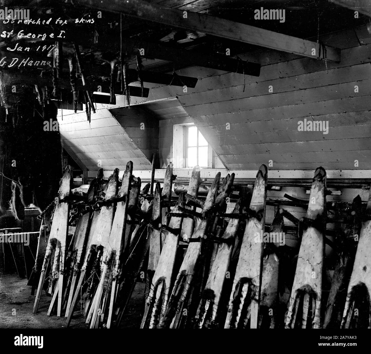 Stretched fox skins hi-res stock photography and images - Alamy