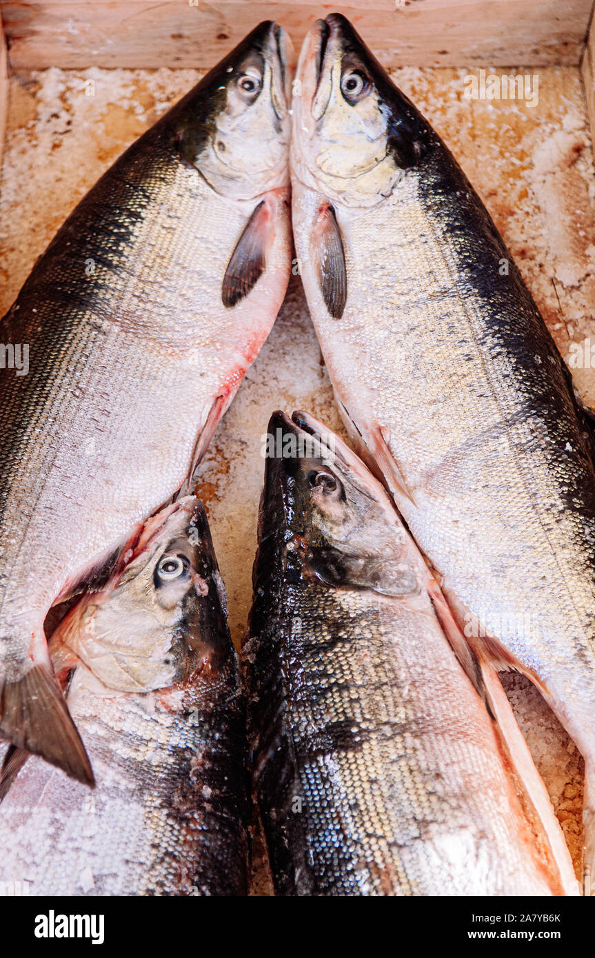 Whole fresh raw silver skin Japanese salmons in wooden box. Raw fish in ...