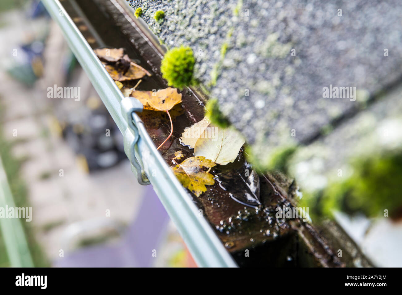 Rainwater gutter cleaning concept, lot of autumn leaves in metal gutter ...
