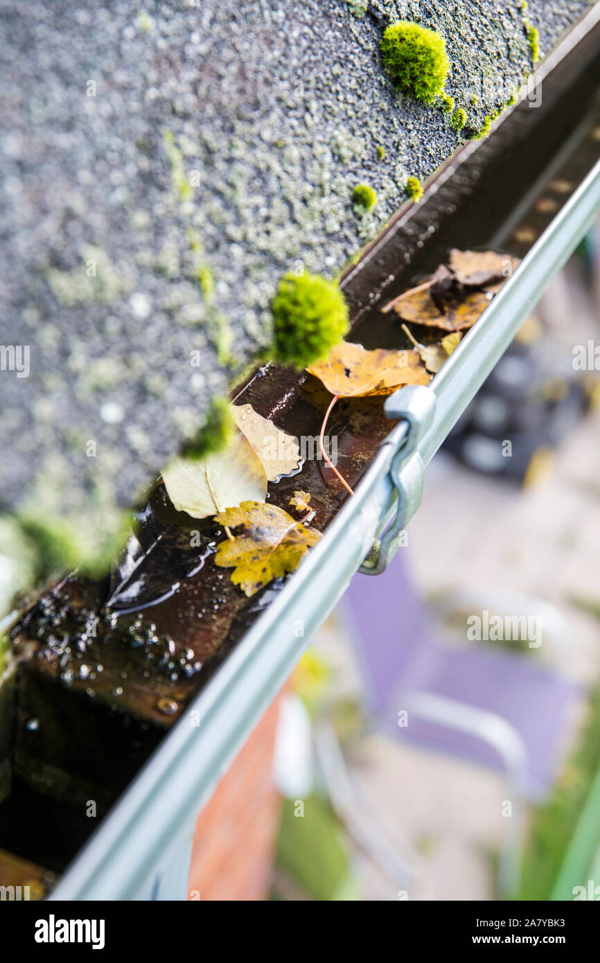 Rainwater gutter cleaning concept, lot of autumn leaves in metal gutter ...