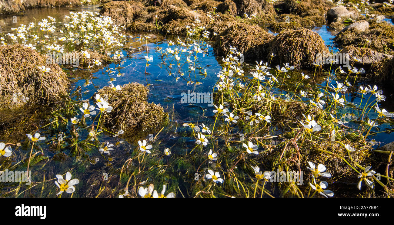 Crowfoot family hi-res stock photography and images - Alamy
