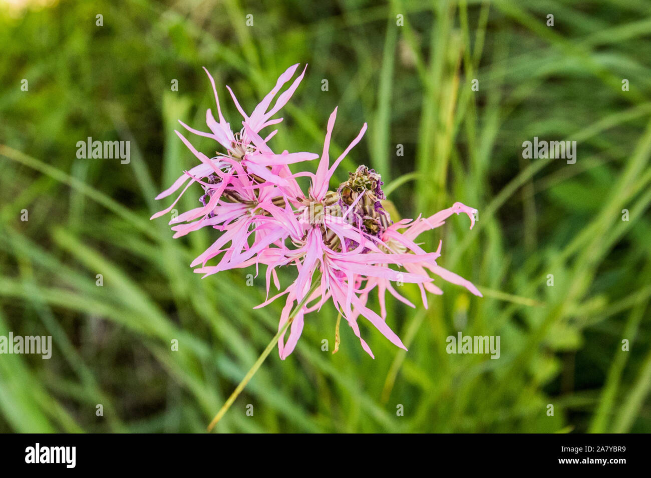 Ragged RRagged Robin Native British Wildflower Stock Photo - Alamy