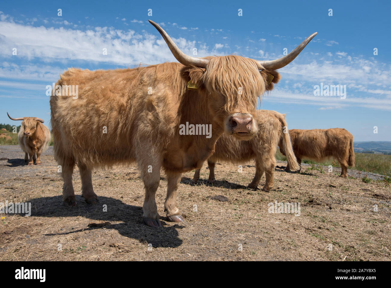 Hellifield cow hi-res stock photography and images - Alamy