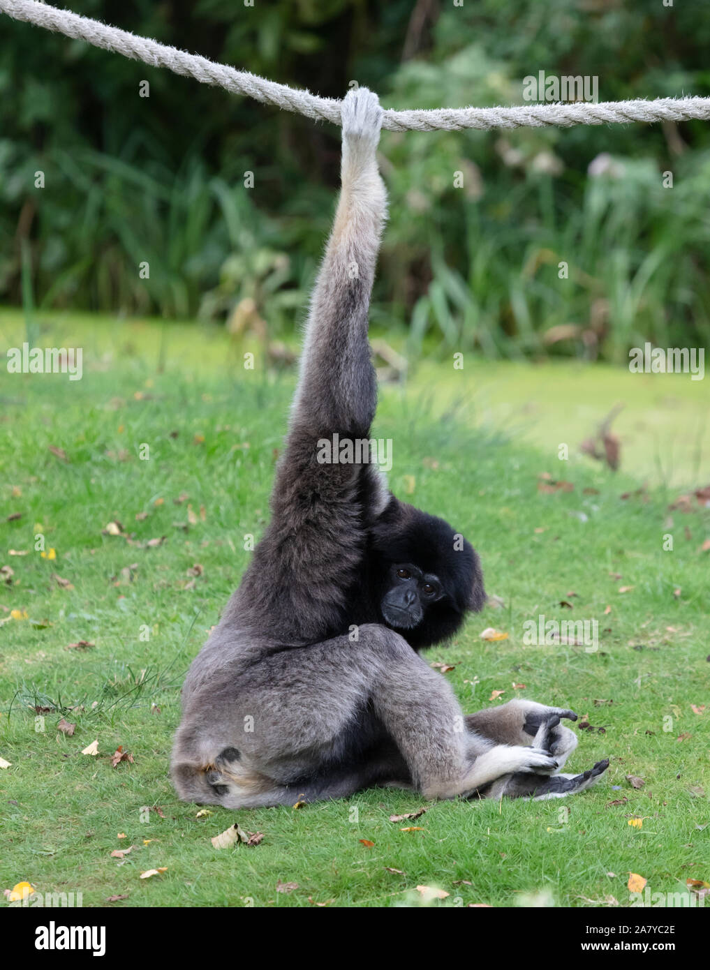 Silvery gibbon hylobates moloch hi-res stock photography and images - Alamy