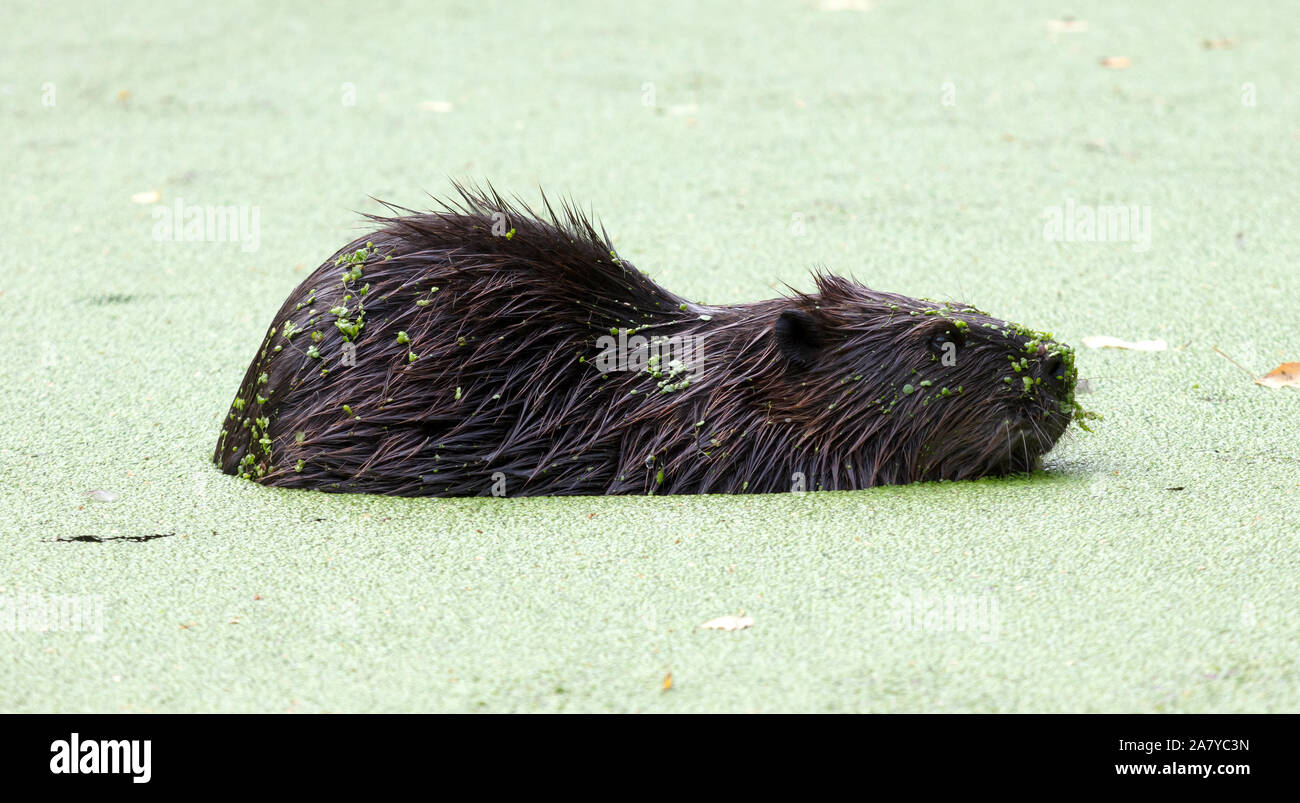 Beaver in the middle of a pool filled with duckweed Stock Photo - Alamy