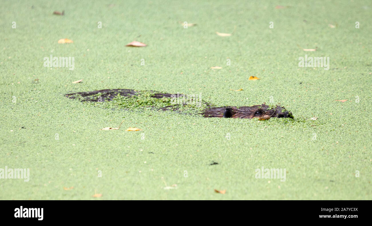 Beaver in the middle of a pool filled with duckweed Stock Photo - Alamy