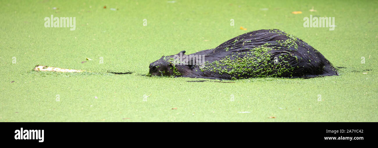 Beaver in the middle of a pool filled with duckweed Stock Photo - Alamy