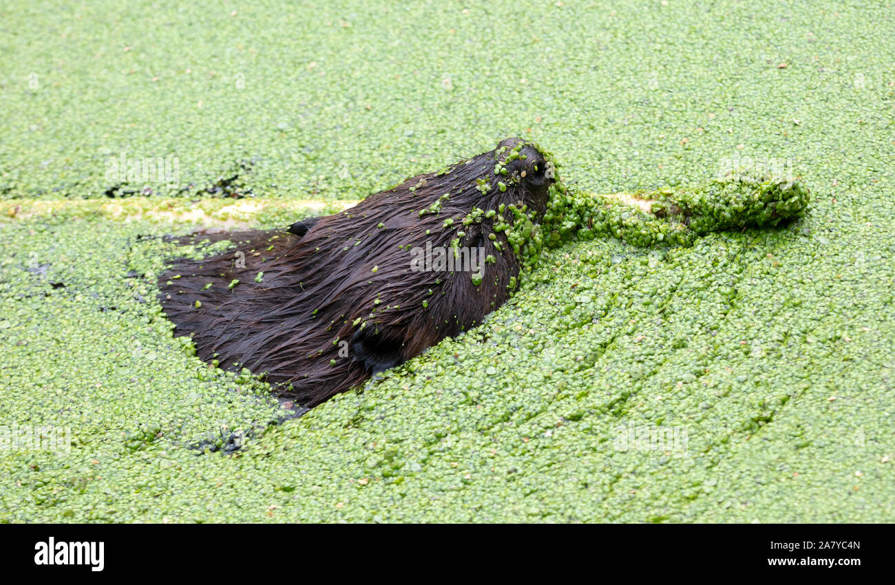 Beaver in the middle of a pool filled with duckweed Stock Photo - Alamy