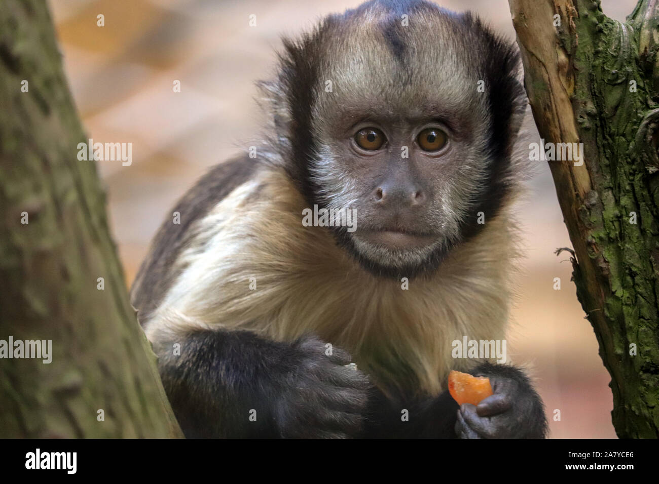 Young male Yellow-Breasted Capuchin, Clint (Sapajus xanthosternos Stock ...