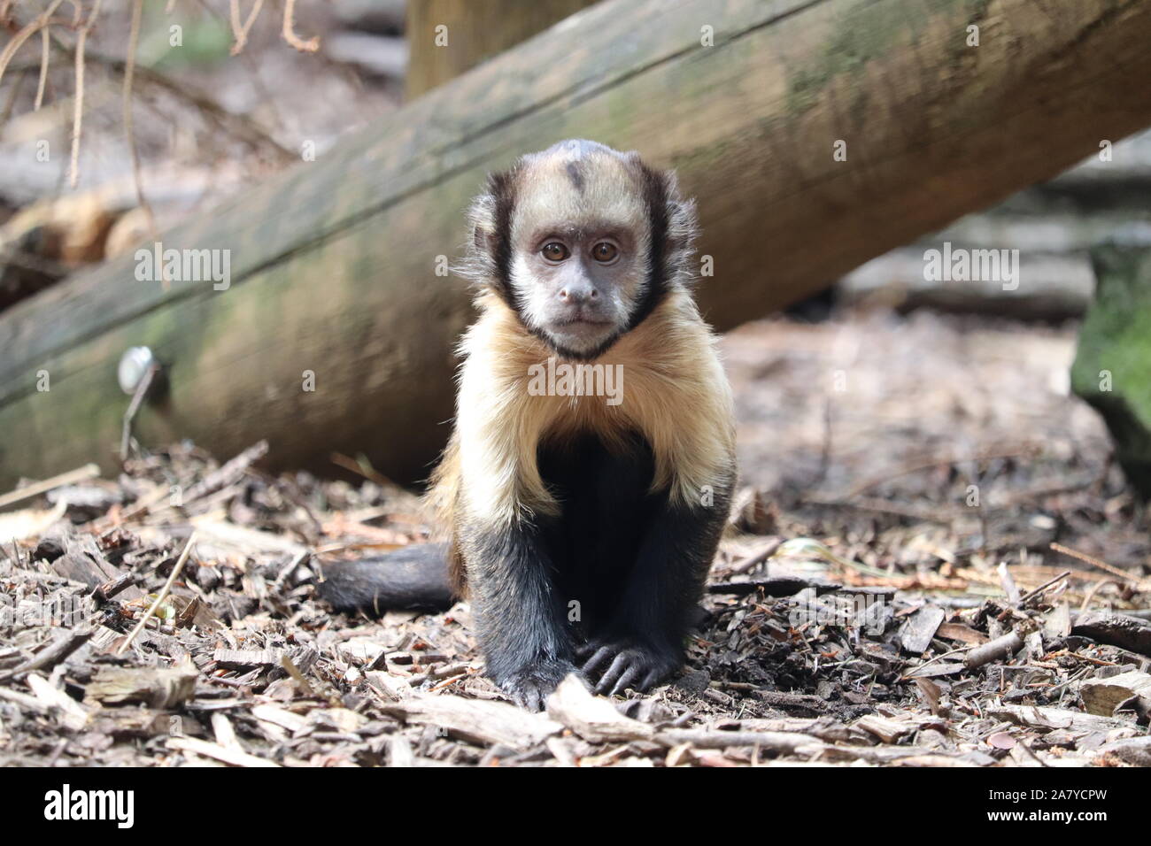 Young male Yellow-Breasted Capuchin, Clint (Sapajus xanthosternos Stock ...