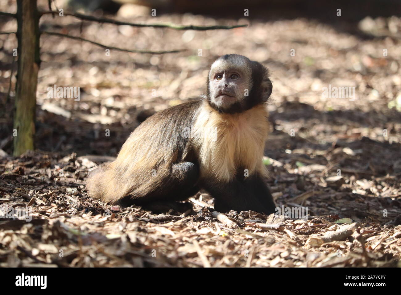 Young male Yellow-Breasted Capuchin, Clint (Sapajus xanthosternos Stock ...