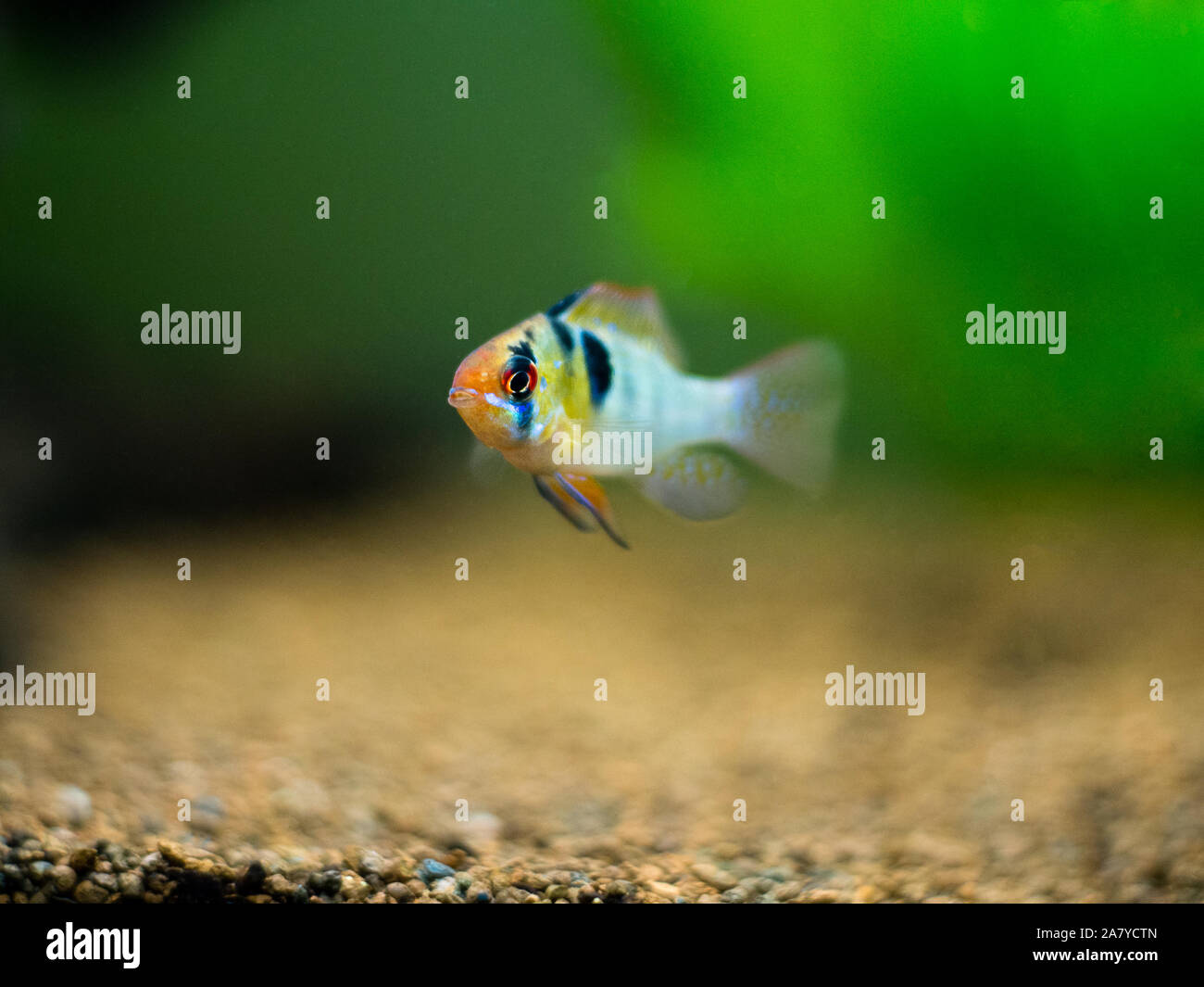 ram cichlid (Mikrogeophagus ramirezi) in a fish tank Stock Photo - Alamy
