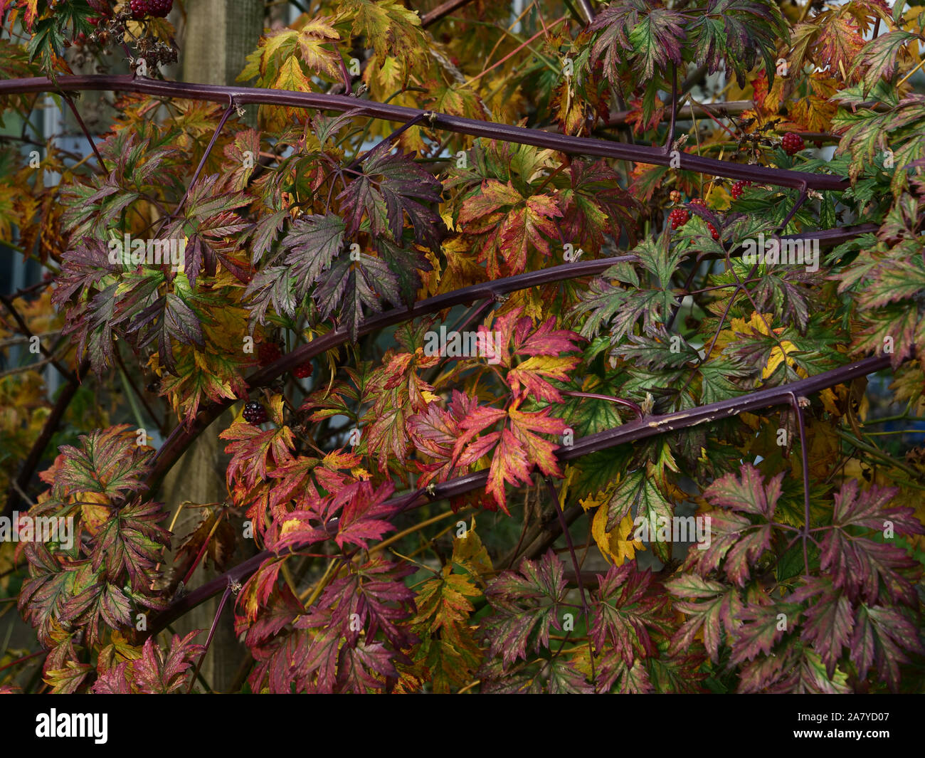 Leaves of bramble or Rubus fruticosus seen changing colour in autumn in ...