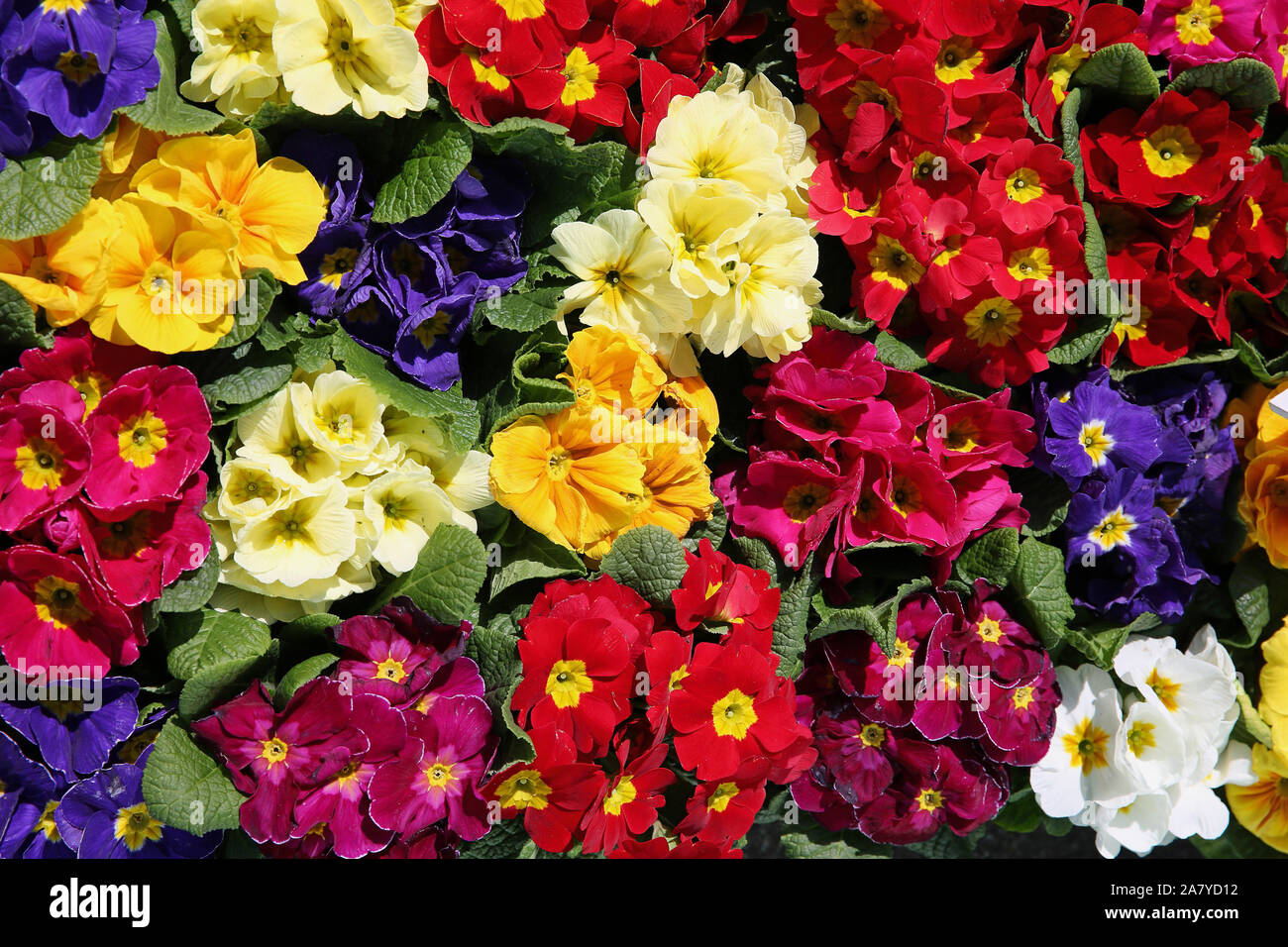 Blue primulas hi-res stock photography and images - Alamy