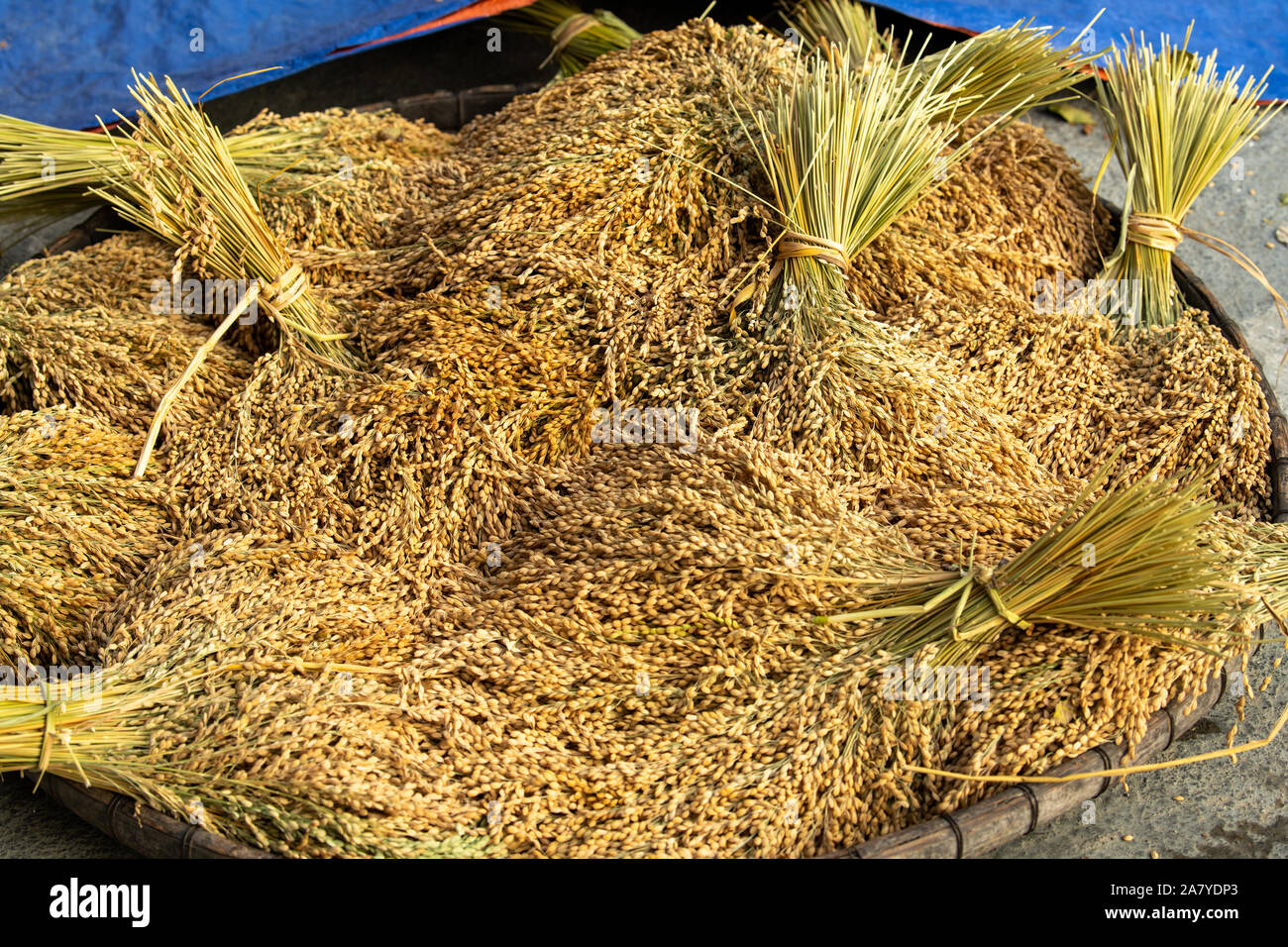 Harvested rice stalks hi-res stock photography and images - Alamy