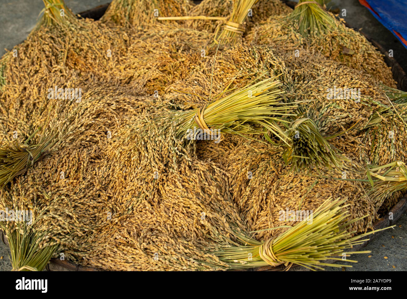Bundled rice stalks newly harvested Stock Photo - Alamy