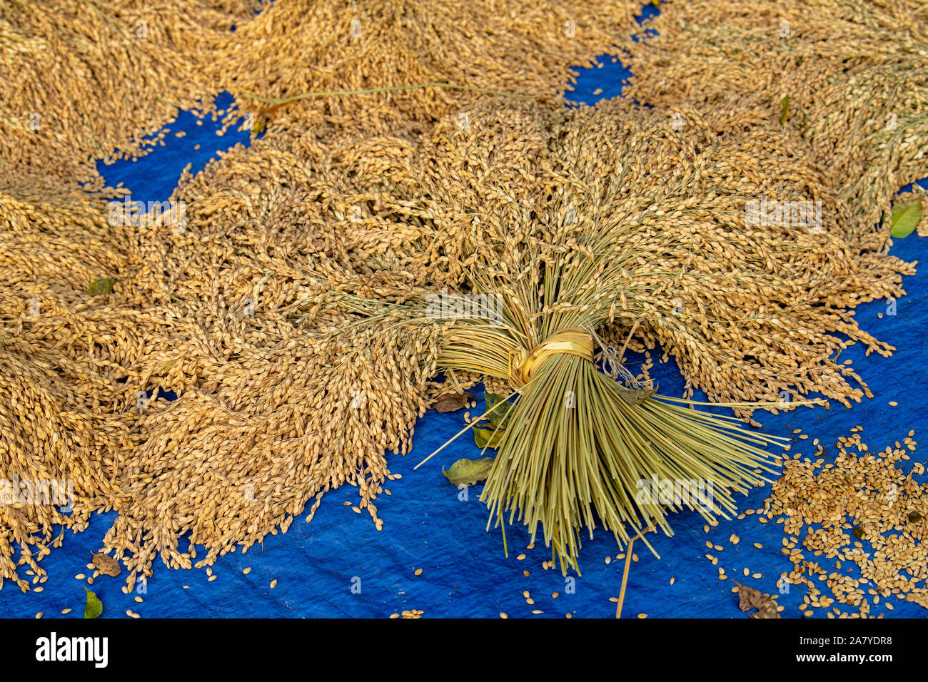 Bundled rice stalks newly harvested Stock Photo - Alamy