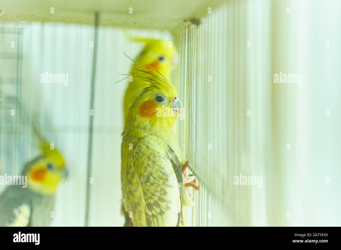 Yellow parrot Corella holding the edge of the cage next to other birds ...