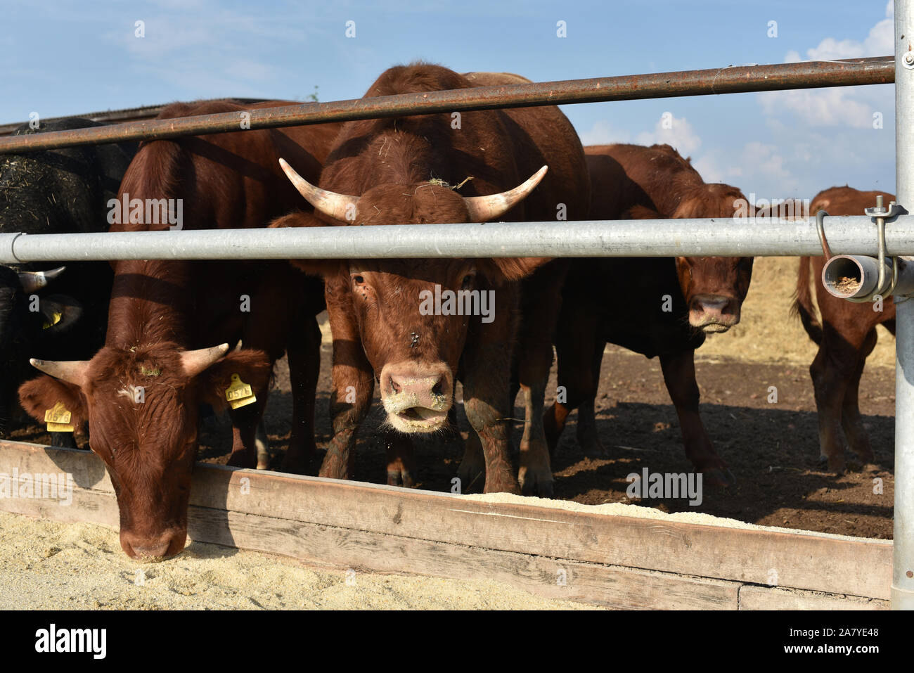 Limousine bulls on a farm. Limousine bulls spend time on the farm ...
