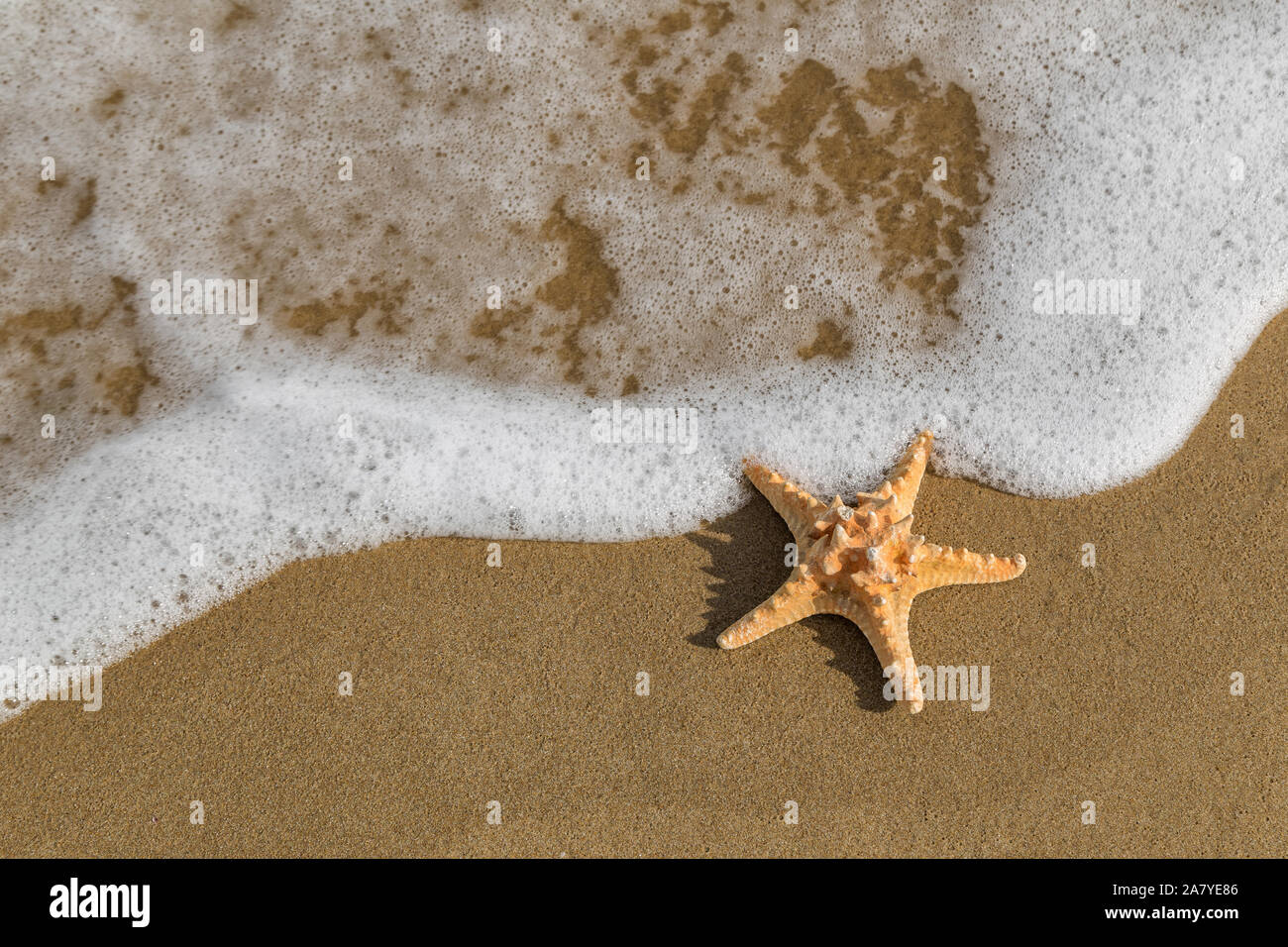 Smooth starfish hi-res stock photography and images - Alamy