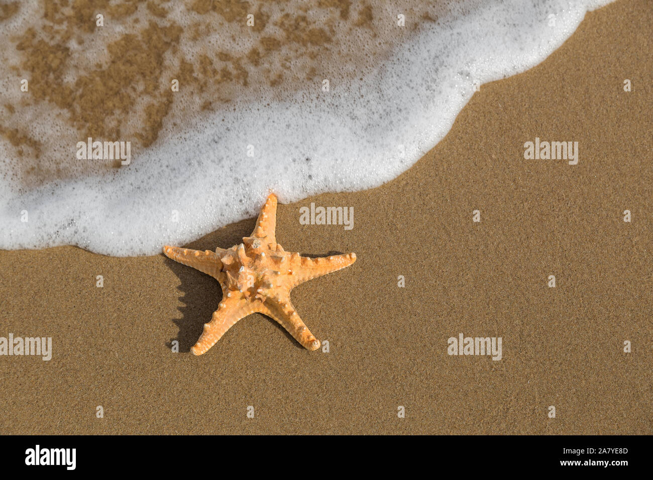 Smooth starfish hi-res stock photography and images - Alamy