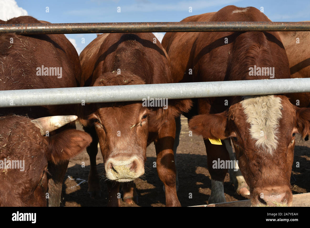 Limousine bulls on a farm. Limousine bulls spend time on the farm ...