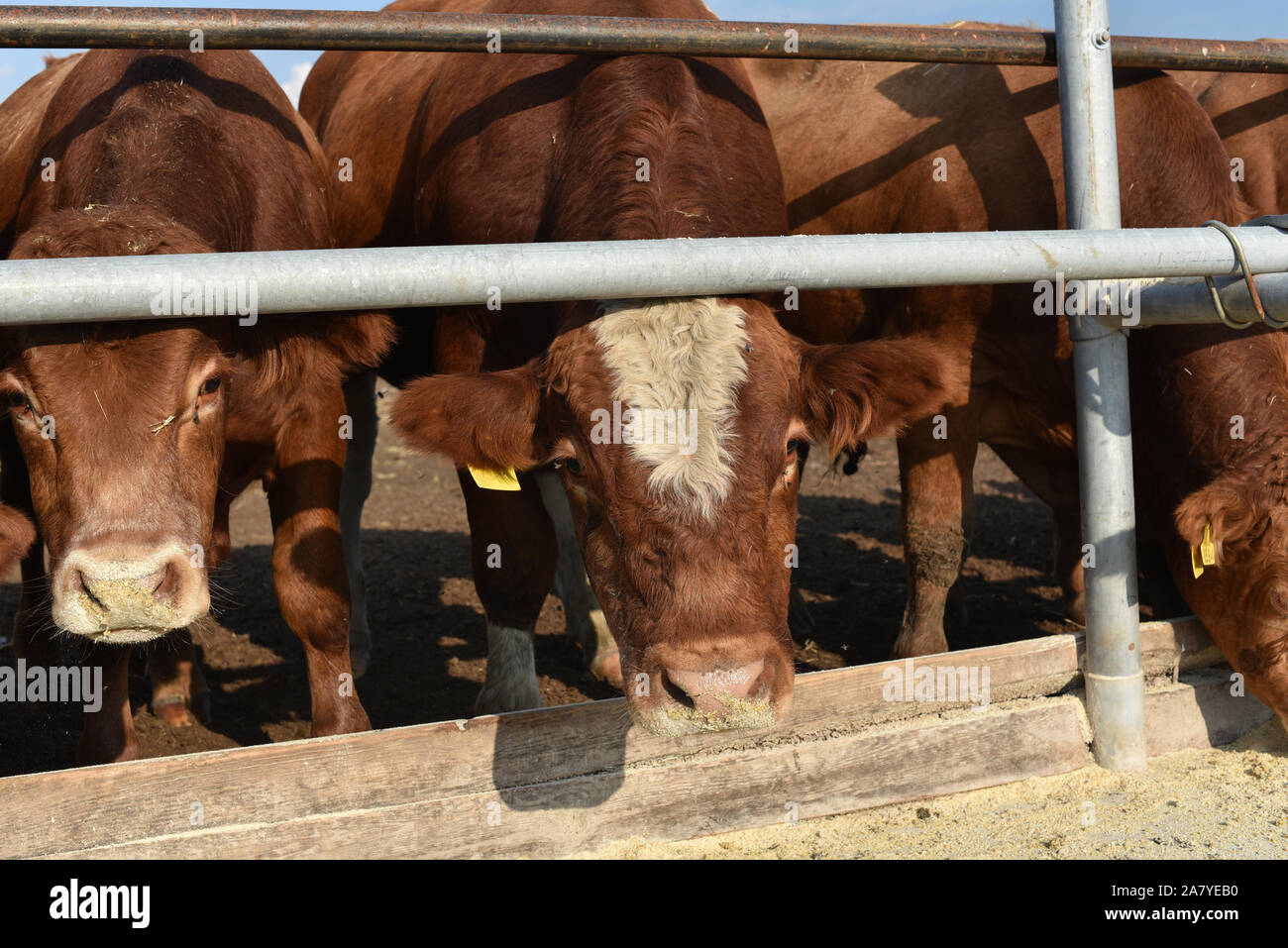 Limousine bulls on a farm. Limousine bulls spend time on the farm ...